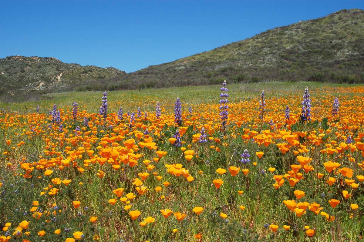 Living In Murrieta, CA - Murrieta Livability